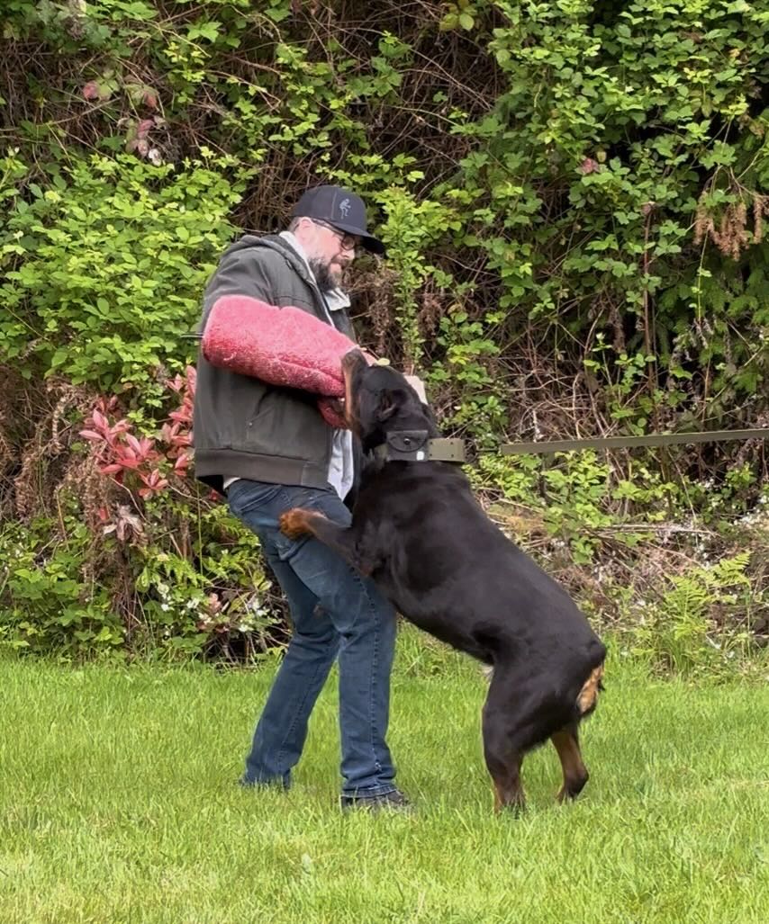 Alpha & Omega Dog Training - Tacoma, WA